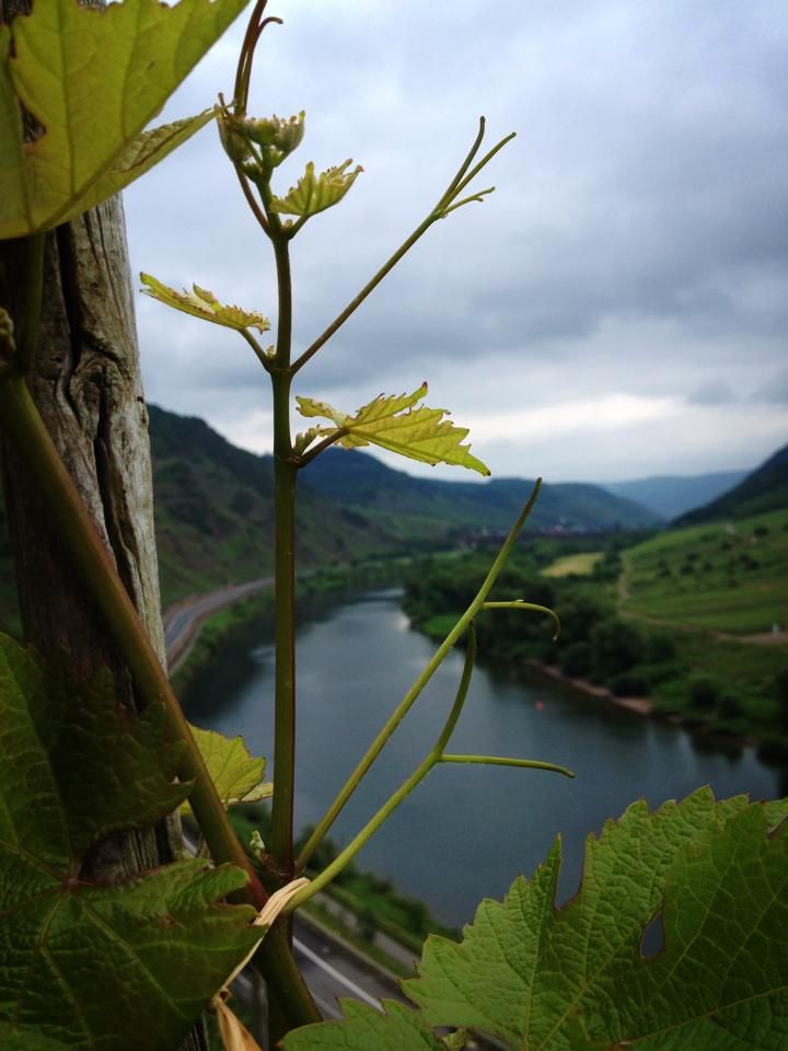 Gästehaus Mona Lisa - Neef Mosel