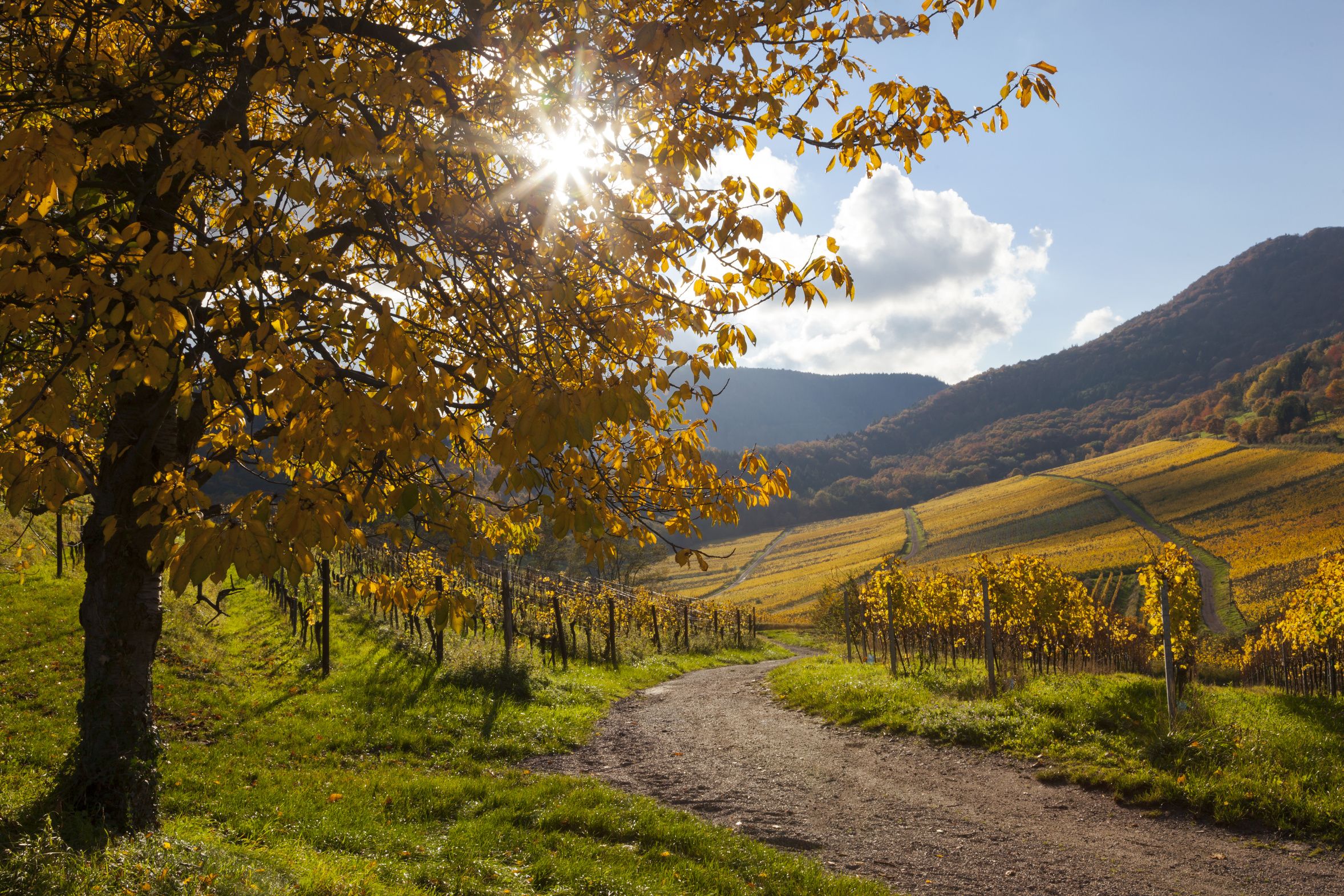 Urlaub in der Pfalz | Ferienwohnungen, Ferienhäuser und Hotels